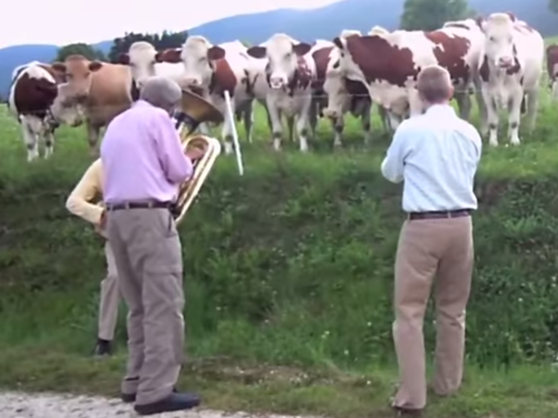 The Cows Did What? | NPR Article | WQXR