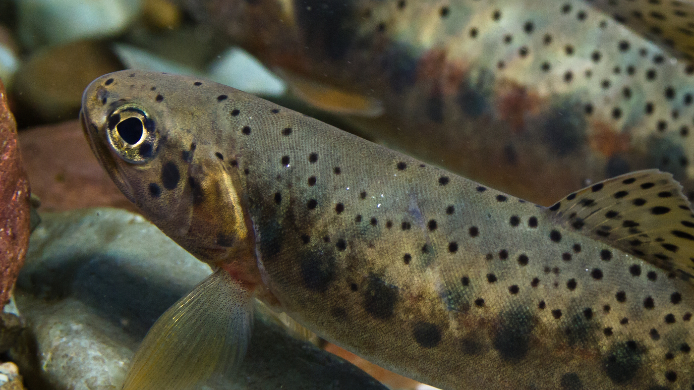 Hybrid Trout Threaten Montana's Native Cutthroats : NPR