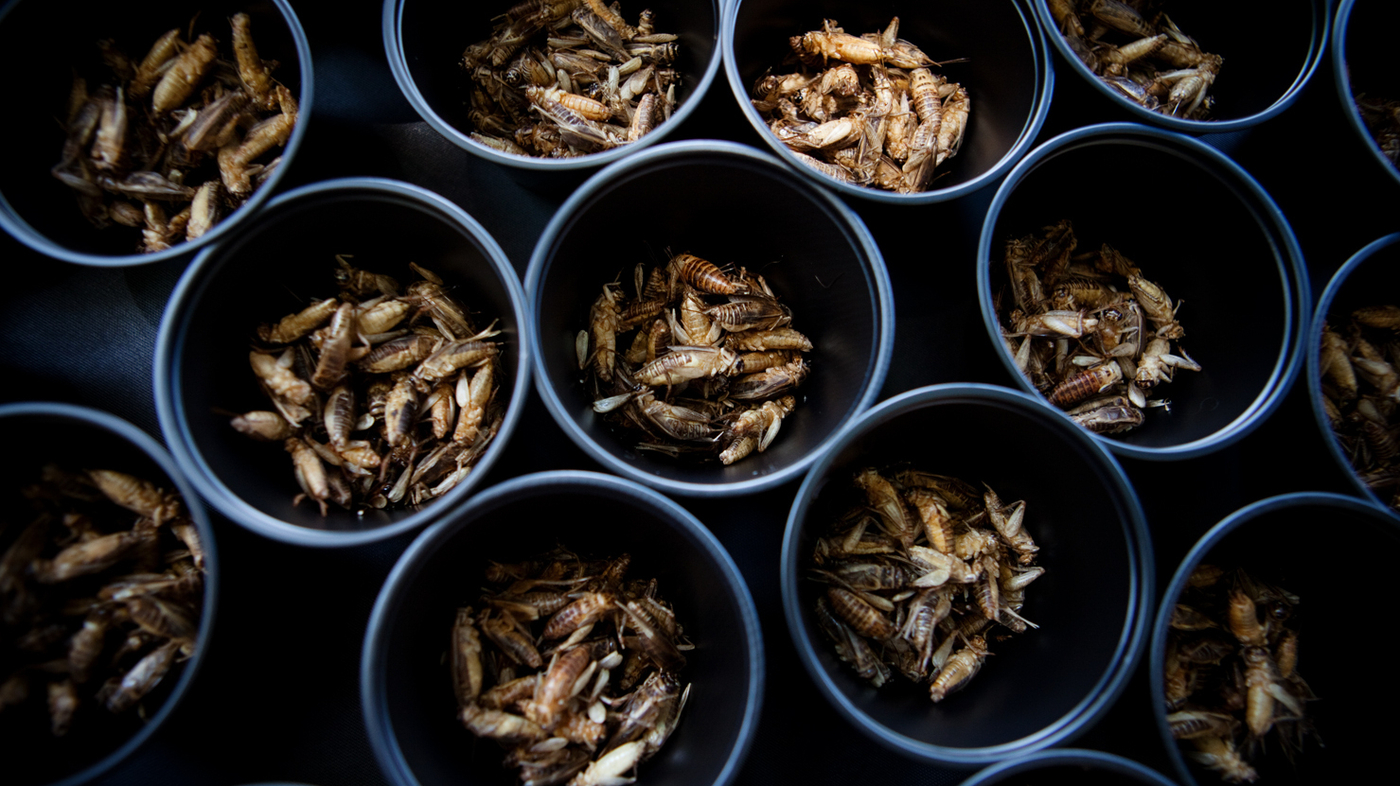 At 'Pestaurant,' Grasshopper Burgers Win Over Eaters Who Say 'Yuck ...