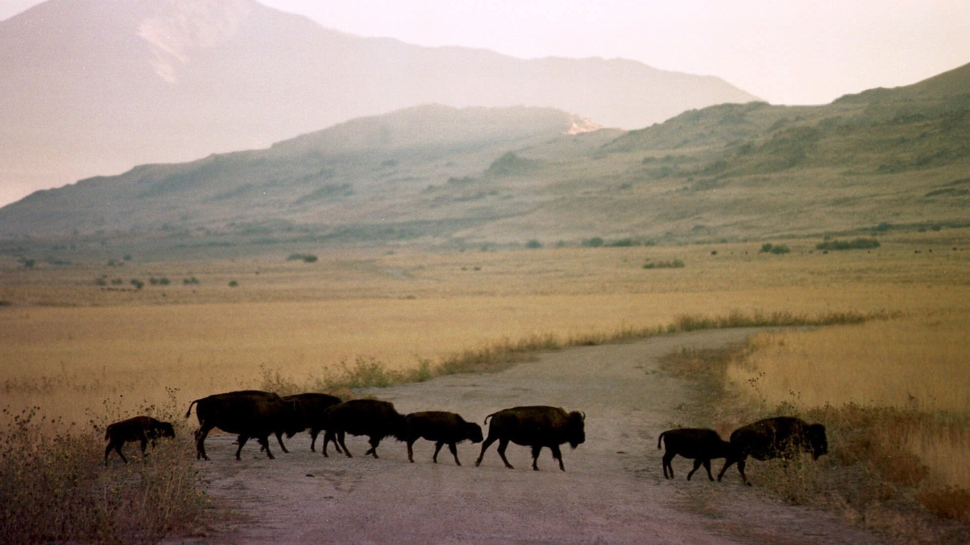 Tracking Roadkill? There's An App For That, Too : The Two-Way : NPR