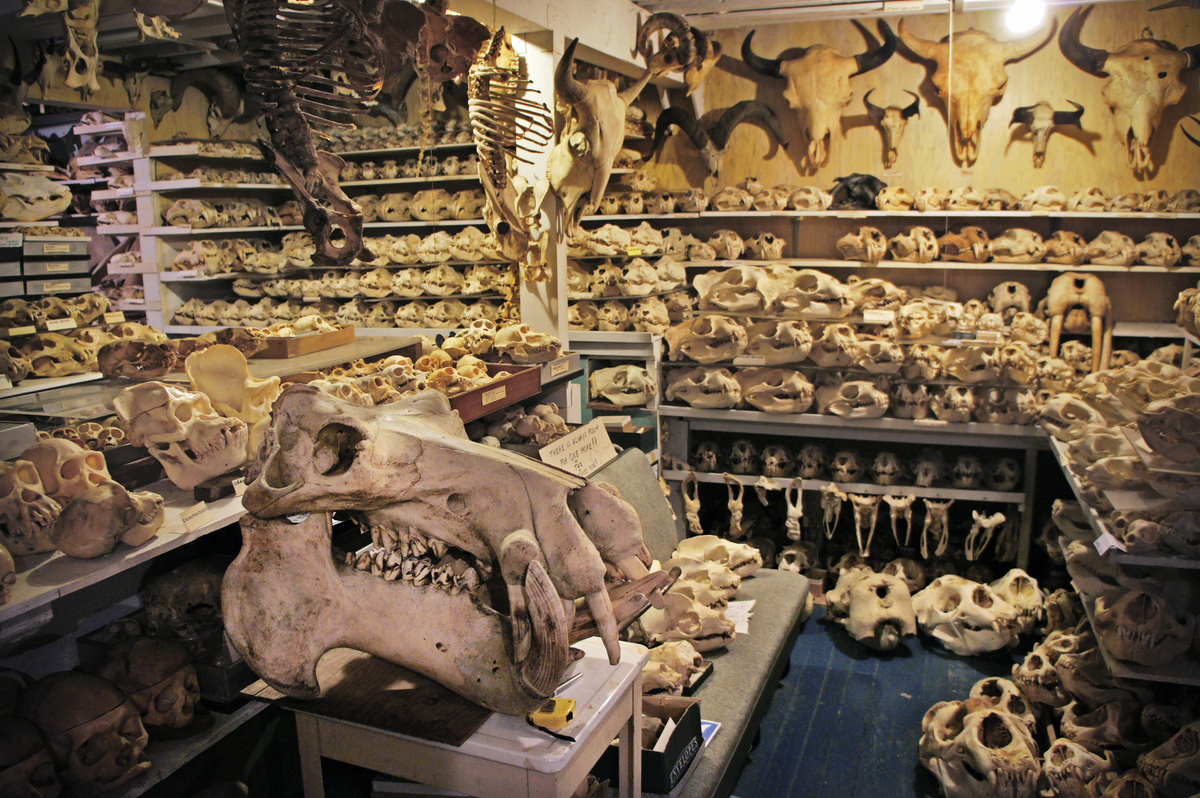 A Bone Collector's Basement Of Animal Skulls Sees The Light : NPR