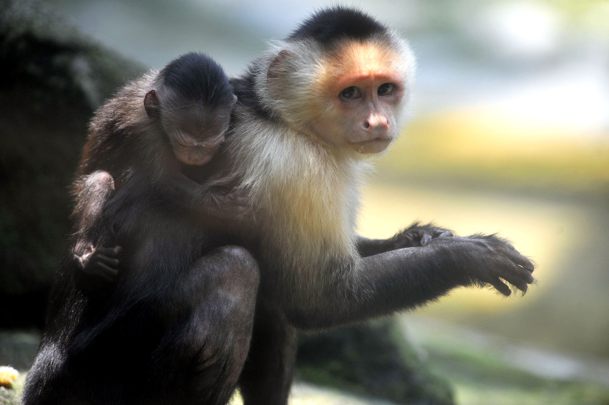 The Girl Who Was Raised By Monkeys 13 7 Cosmos And Culture NPR the-girl-who-was-raised-by-monkeys-13-7-cosmos-and-culture-npr