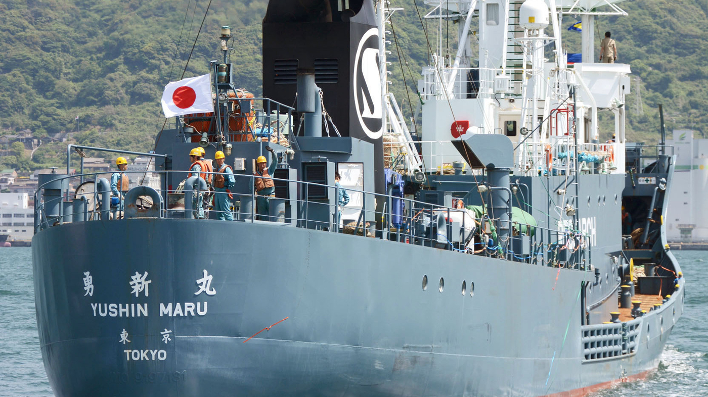 Japan Says It Wants To Resume Larger Annual Whale Hunt : The Two-Way : NPR
