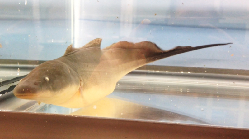 A Shocking Fish Tale Surprises Evolutionary Biologists : NPR