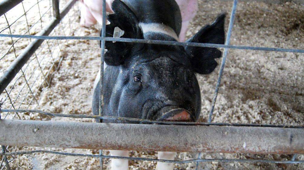 As Pig Virus Spreads, The Price Of Pork Continues To Rise : The Salt : NPR