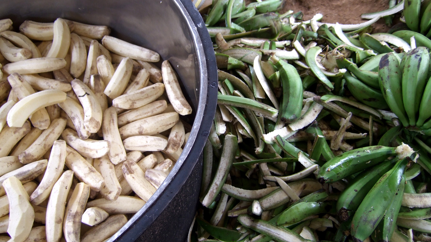 Globe-Trotting GMO Bananas Arrive For Their First Test In Iowa : The ...