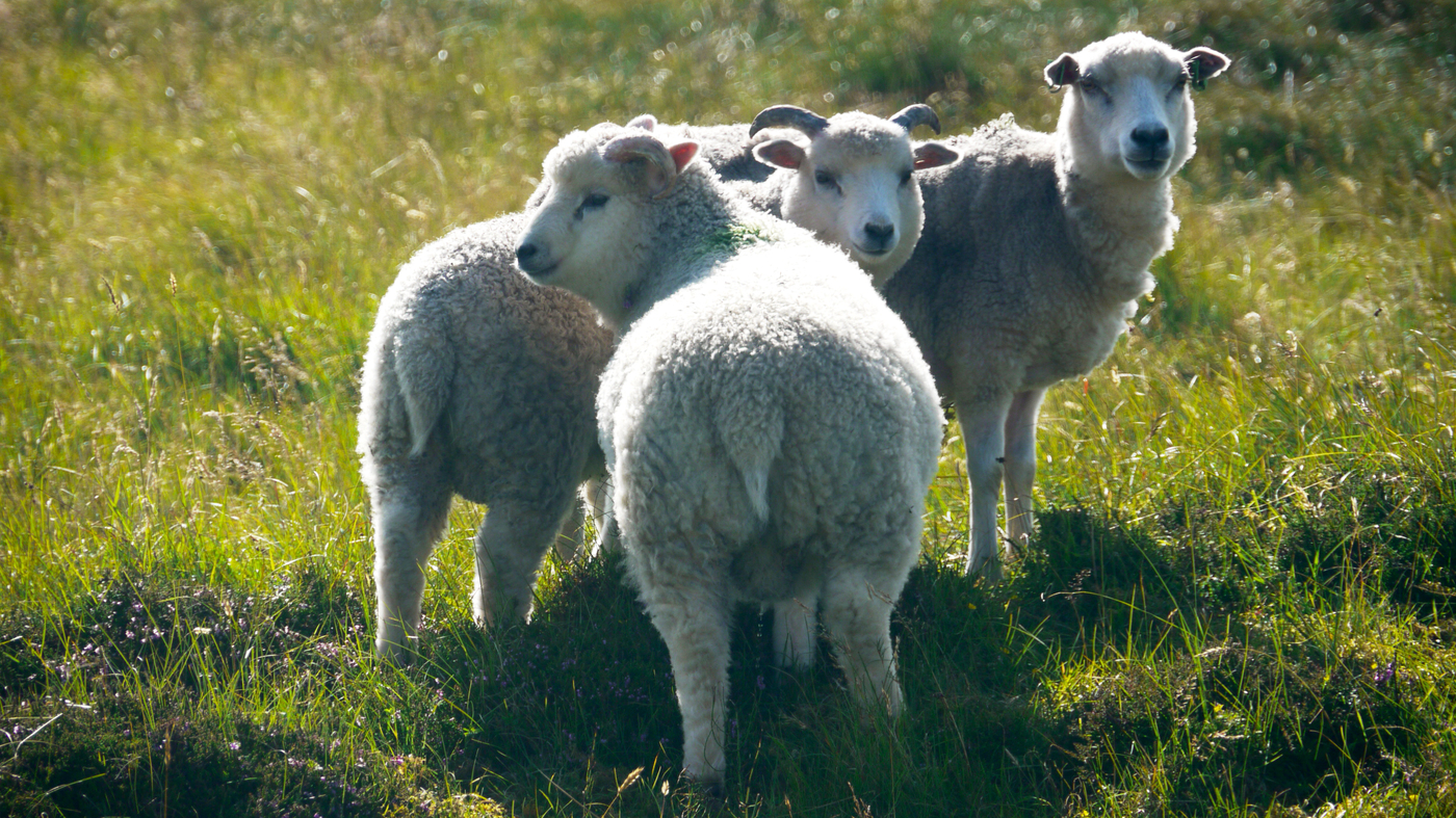A Scottish Yarn: A Knit In Time Saves The Fabric Of Shetland Life ...