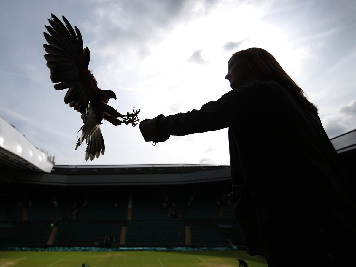 Pigeons Fly In Fear As Rufus The Hawk Guards Wimbledon's Grass : NPR