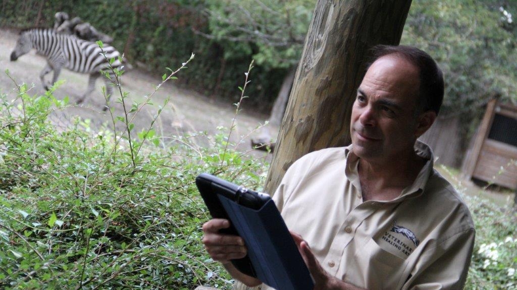 Cat PDA Vs. Human PDA, And Other Animal Behavior Explained : NPR