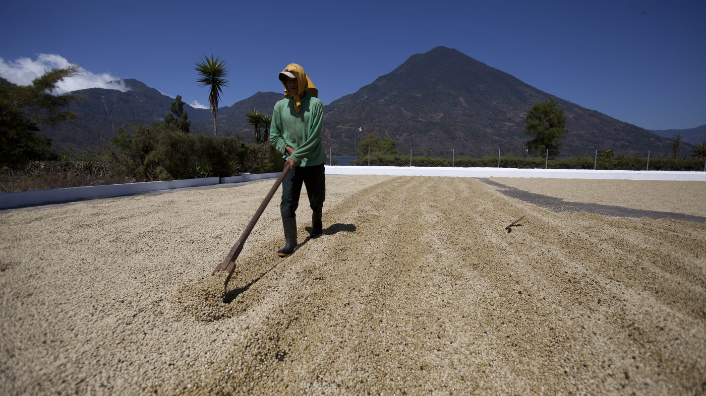 Rust Devastates Guatemala's Prime Coffee Crop And Its Farmers : The ...