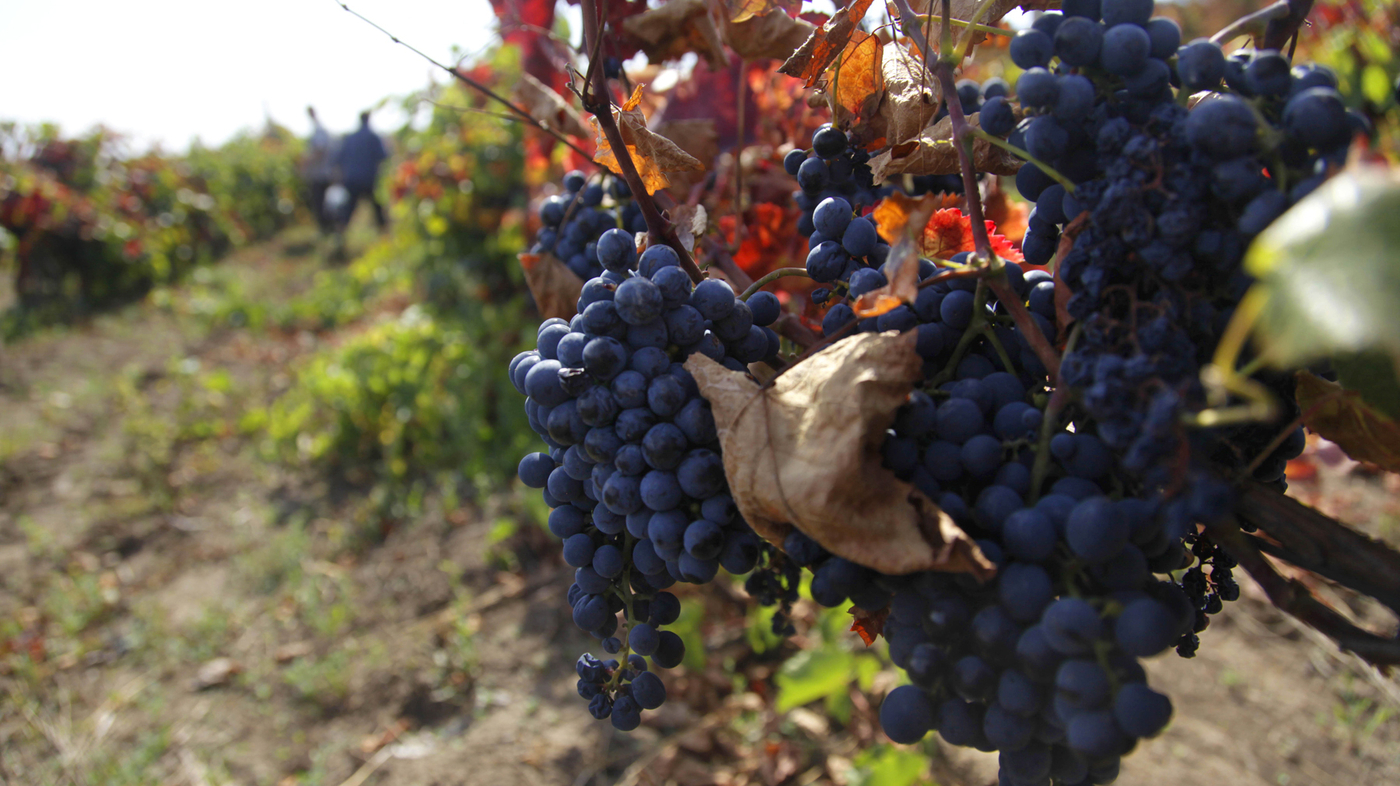 Moldova's Winemakers Seize Upon Region's Geopolitical Moment : The Salt ...