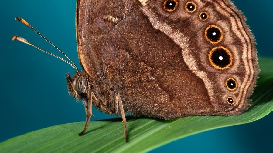 Butterfly Shifts From Shabby To Chic With A Tweak Of The Scales : NPR