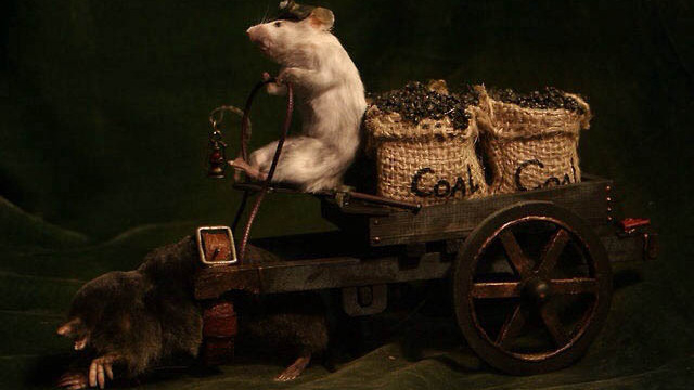 Art From Death: Taxidermy As A Creative Hobby : NPR