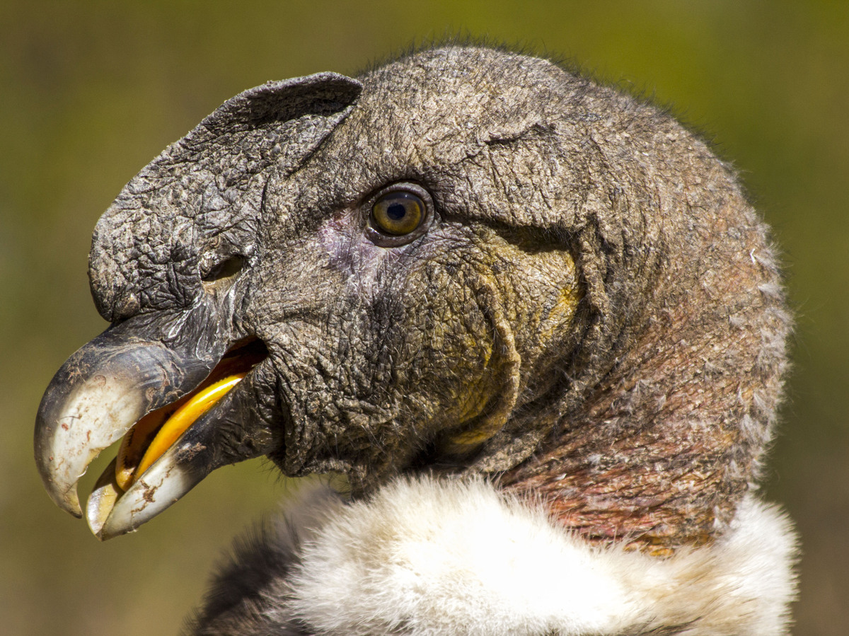 In Peru's Blood Festival, It's The Condor Versus The Bull : Parallels : NPR