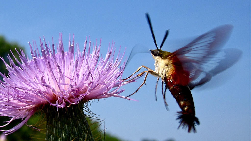 What Exactly Is That Birdlike Thing? : The Protojournalist : NPR