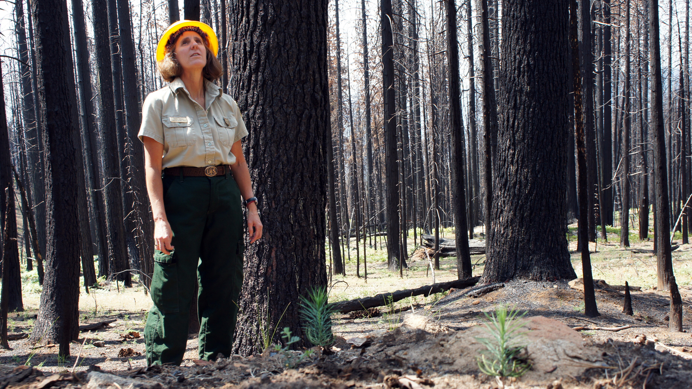 One Year After Calif. Rim Fire, Debate Simmers Over Forest Recovery : NPR