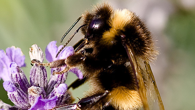 What Exactly Is That Birdlike Thing? : The Protojournalist : NPR