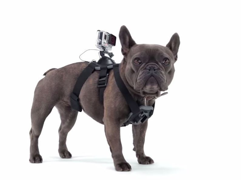 New GoPro Camera Harness Captures Dog's-Eye View | WBUR