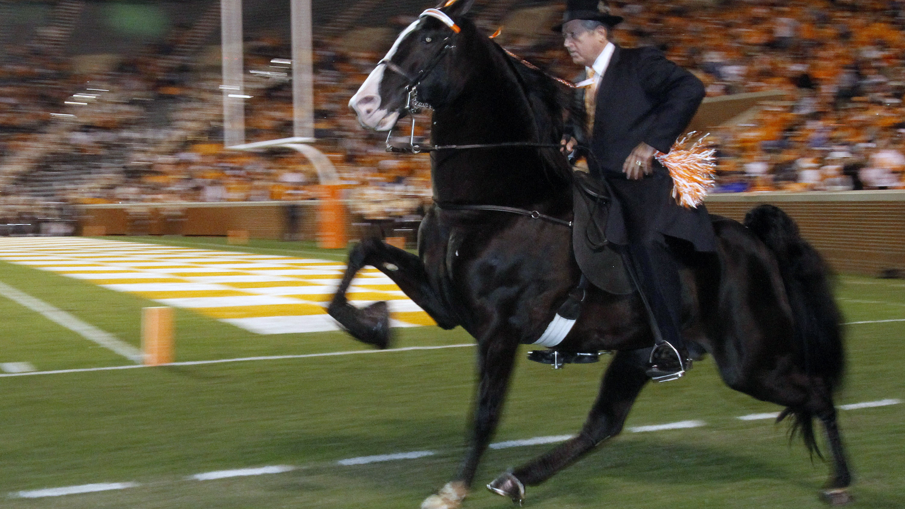 Making Sure Those Walking Horses Aren't Hurting Horses : NPR