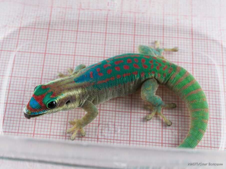 Russian Space Experiment On Gecko Sex Goes Awry : The Two-Way : NPR