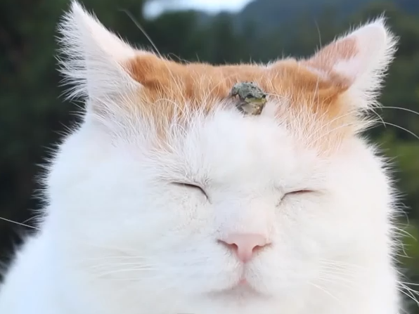 Cat frog store