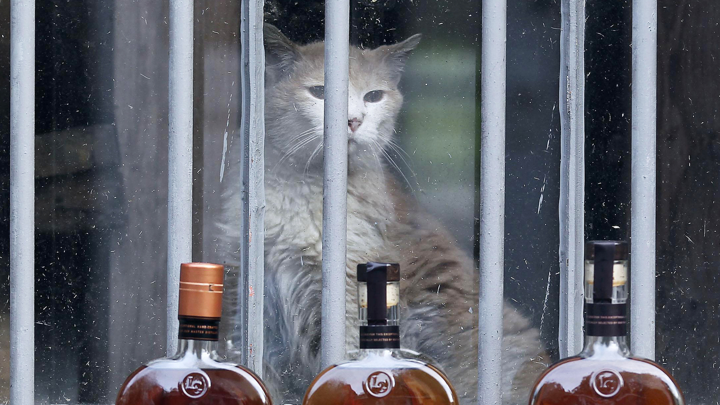 Behind Every Good Whisky Is A Trusty Distillery Cat : Parallels : NPR