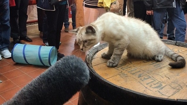 Behind Every Good Whisky Is A Trusty Distillery Cat : Parallels : NPR