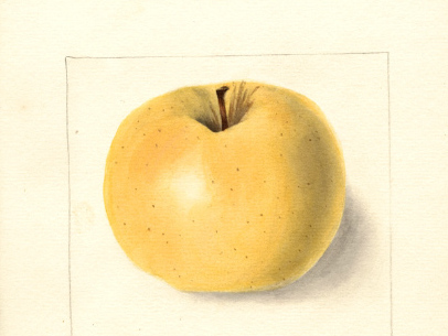 The Comeback Of The Endangered Colorado Orange, An Apple | NCPR News