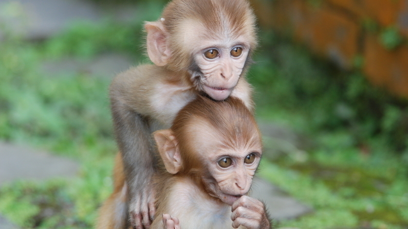 Still Now, Should Lab Monkeys Be Deprived Of Their Mothers? : 13.7 ...