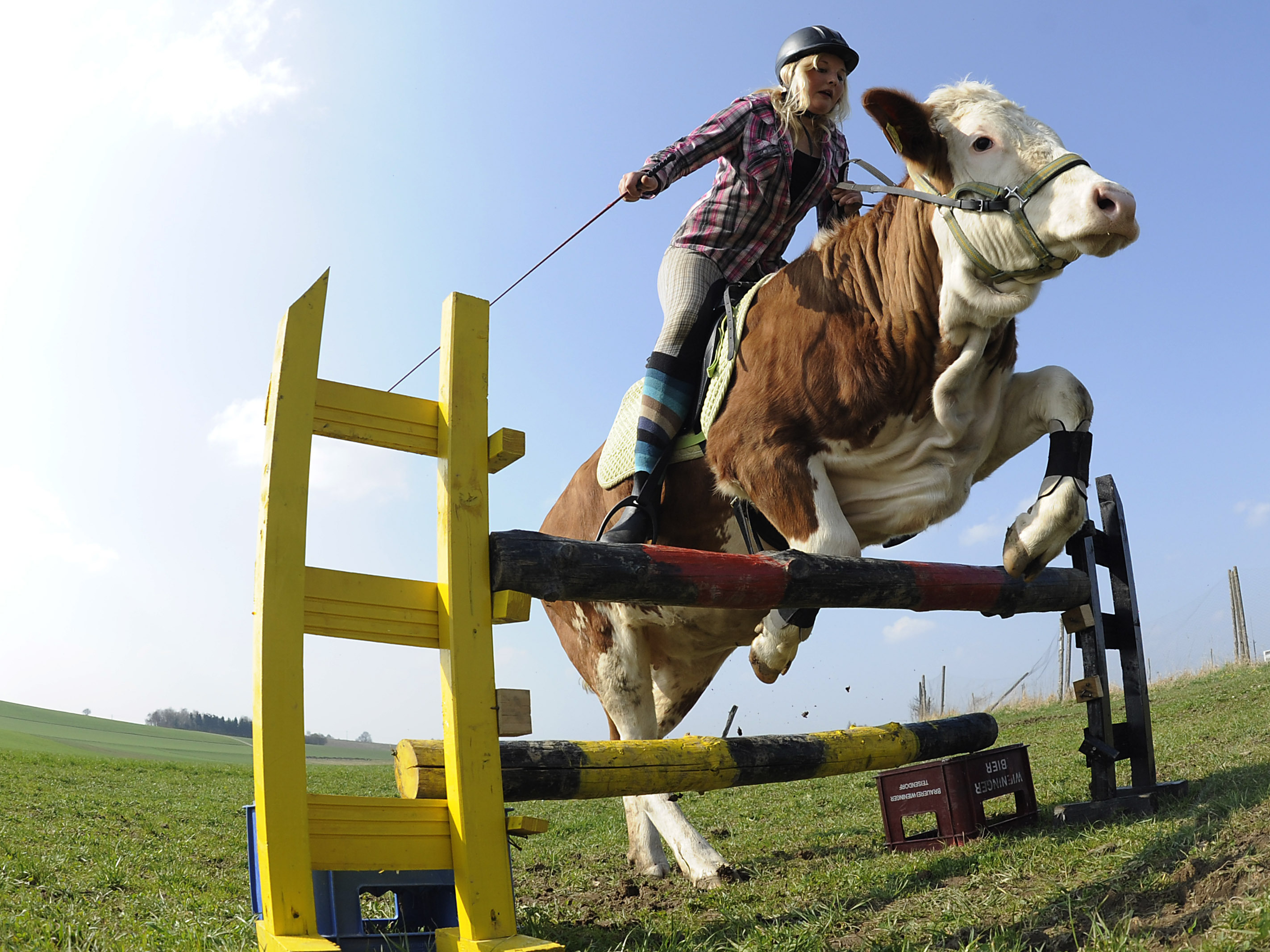 Hey-Diddle, A Fiddle And A Moon-Jumping Cow? NPR Moos Investigates ...