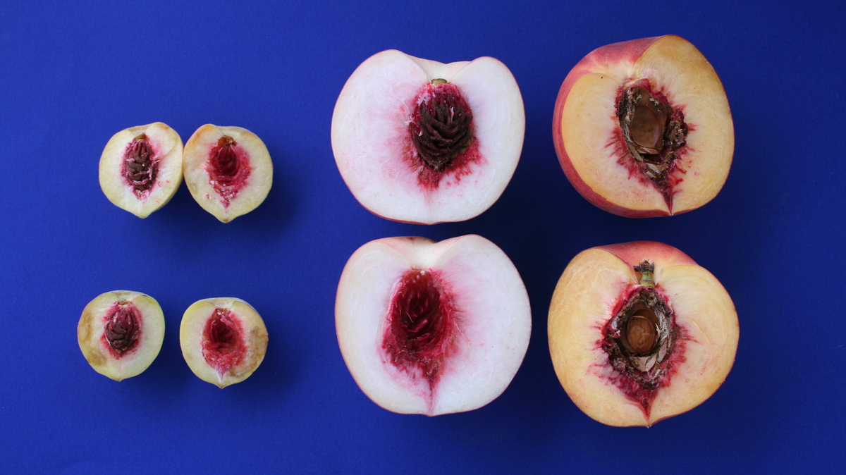 The Perfect Summer Peach Wasn't Always So Rosy : The Salt : NPR