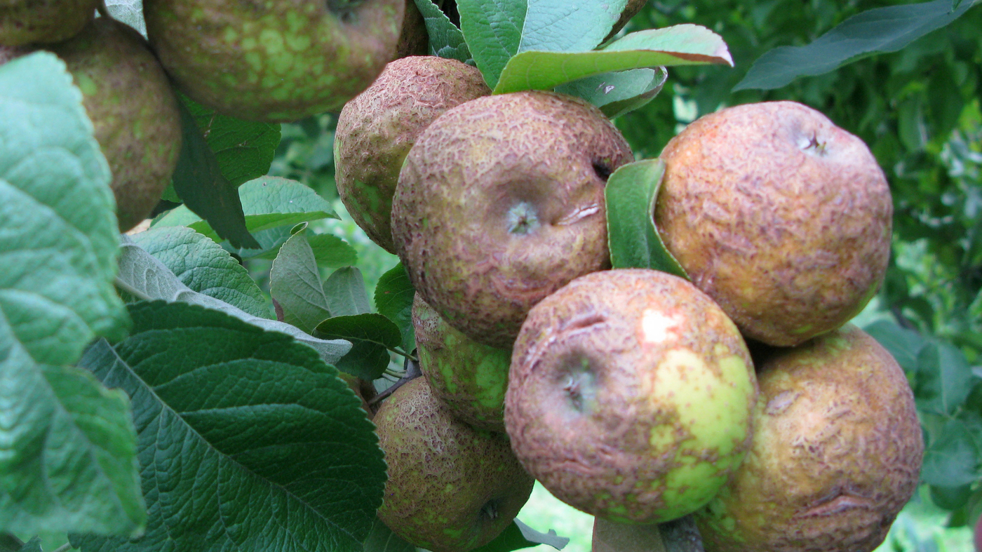 Keeping Heirloom Apples Alive Is 'Like A Chain Letter' Over Many ...