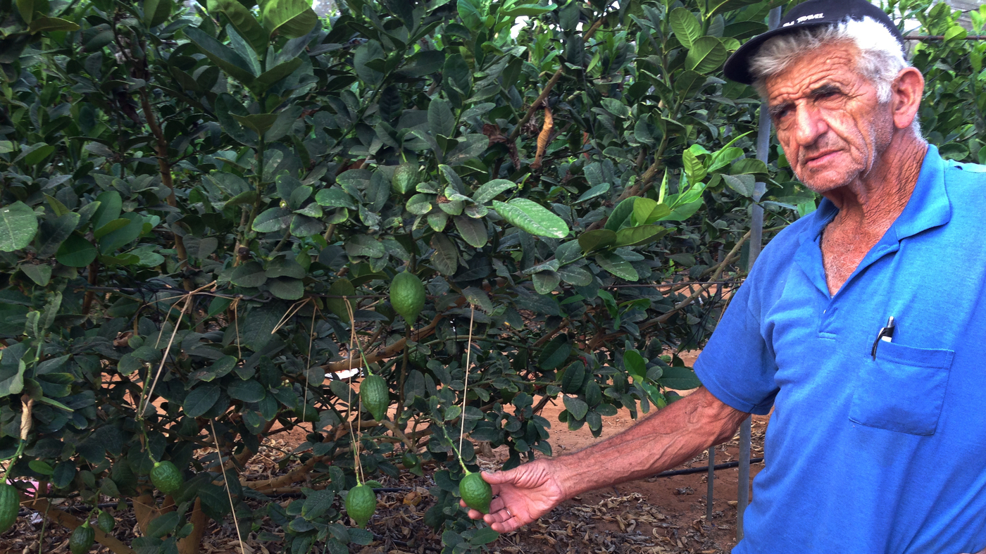 The Birth And Afterlife Of Israel's Precious Etrog Fruit : The Salt : NPR