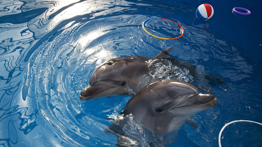 Dolphins: Adorable, Playful, Not As Smart As You Might Think : NPR