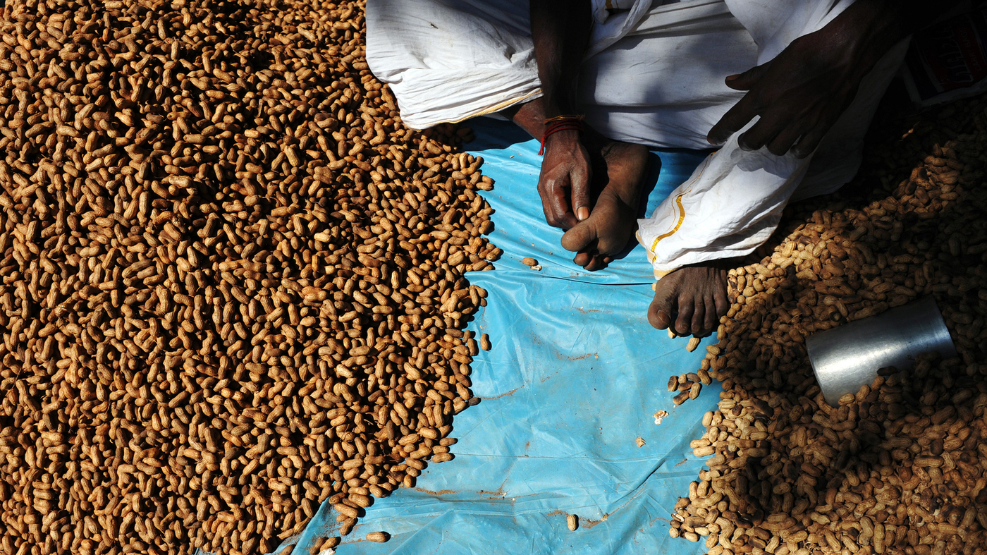 A Balanced Diet For World Food Day: Bugs, Groundnuts And Grains : Goats ...