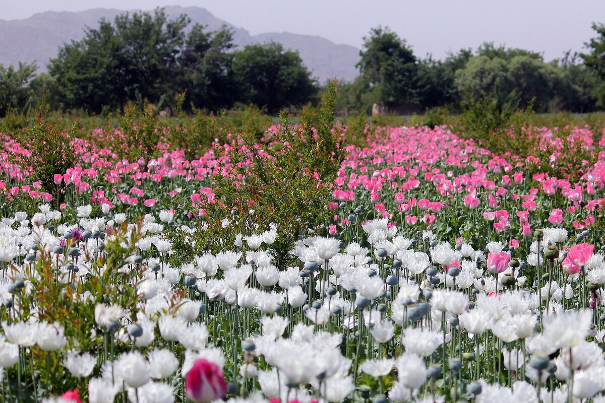 Watchdog: $7 Billion U.S. Effort Doesn't Dent Afghan Poppy Production ...
