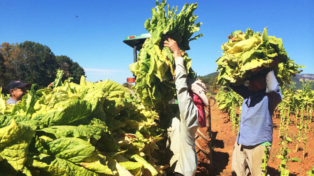 Tobacco Farmers Lose Longtime Safety Net : NPR