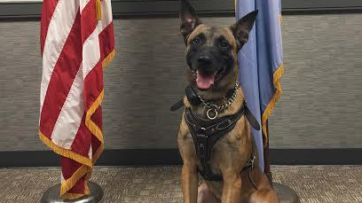 Meet The Hero Dogs Of The Secret Service : It's All Politics : NPR
