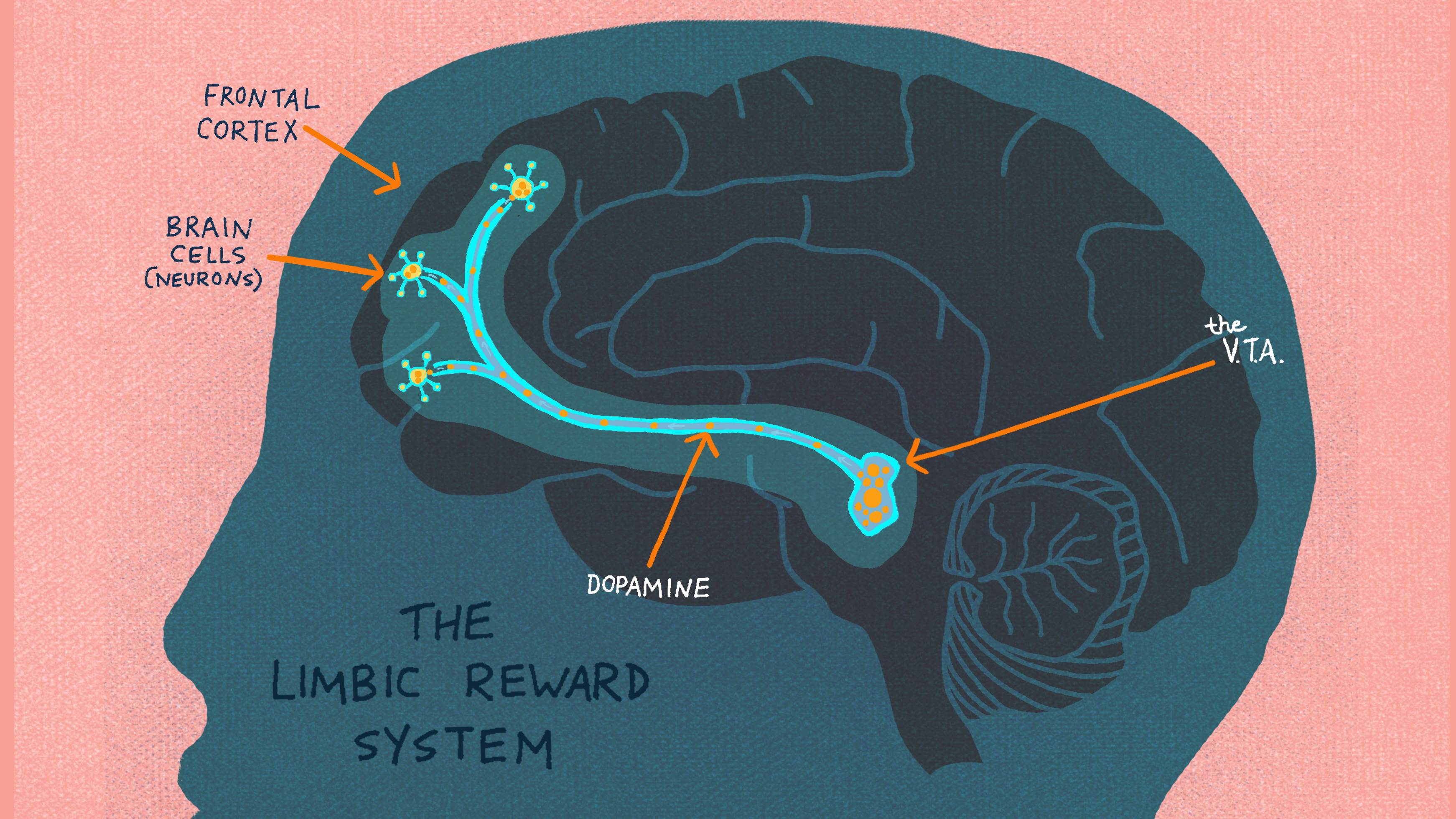 Curiosity: It Helps Us Learn, But Why? : NPR Ed : NPR