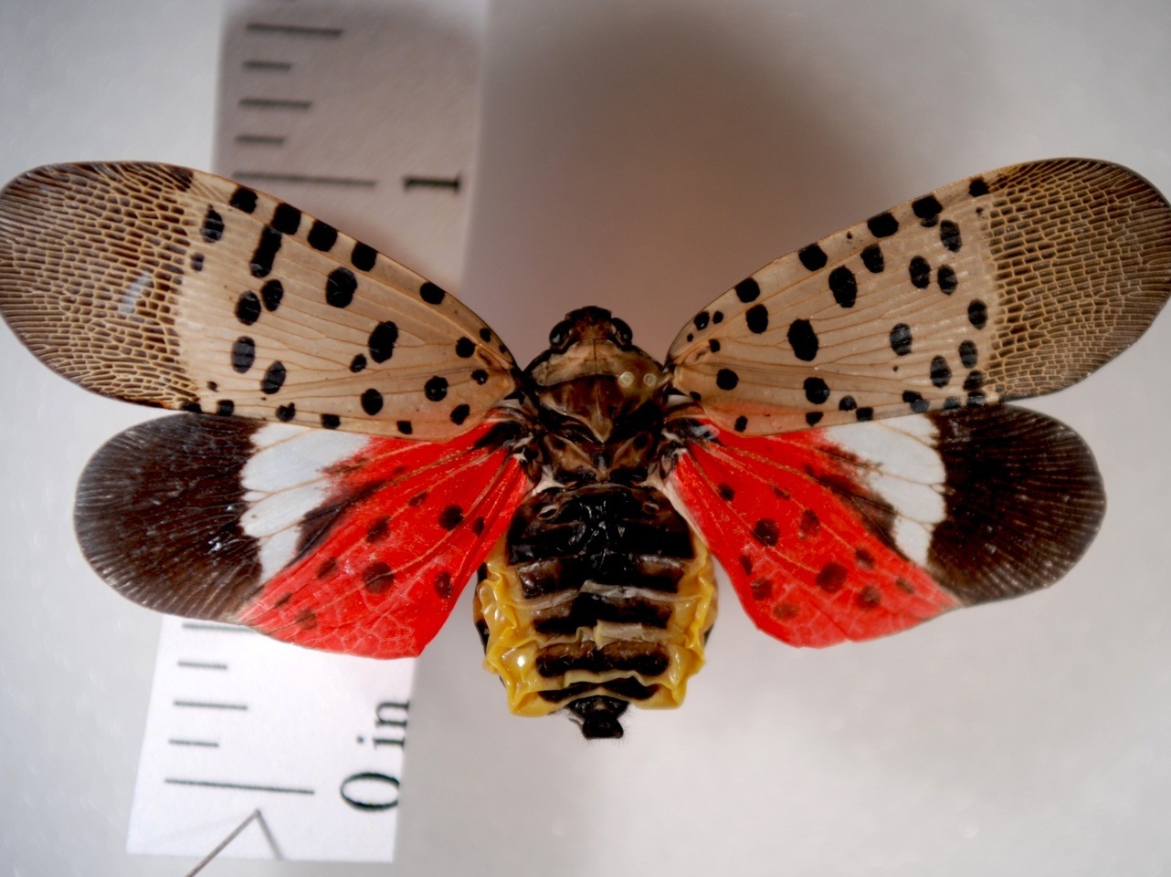 Invasive Bug Prompts Quarantine In Pennsylvania Townships - capradio.org