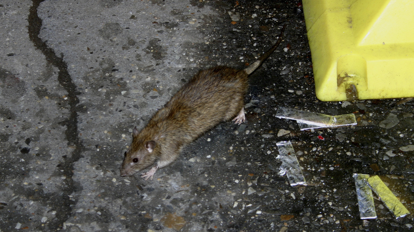 Rats! New York City's Population Might Be Seriously Overestimated : The ...