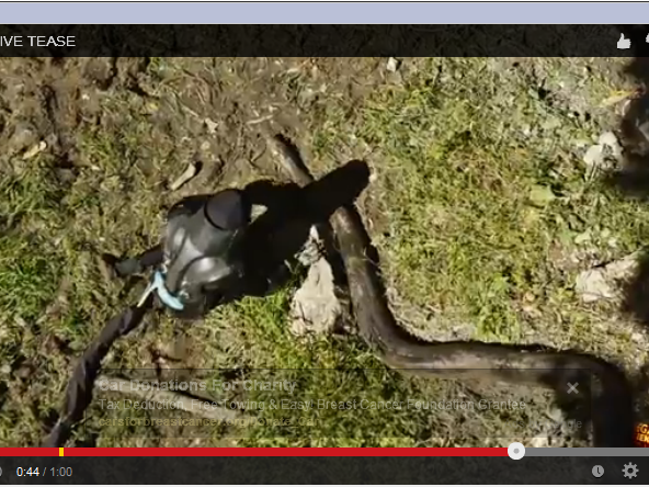 Discovery's Man-Swallowing Snake Stunt Stretches Credulity | NCPR News