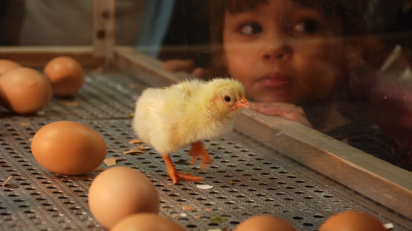 Birth/Rebirth : Latino USA : NPR