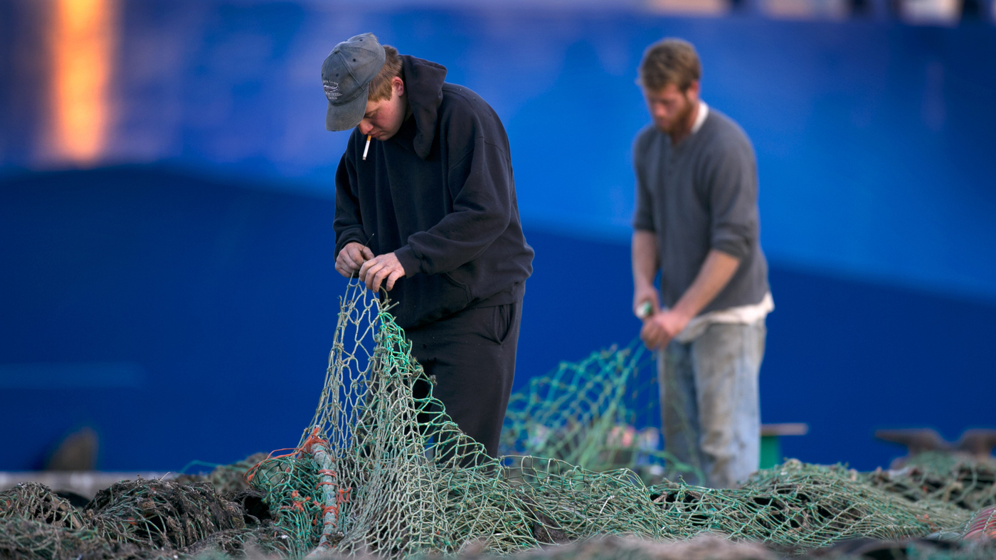 Regulators Ban Cod Fishing In Gulf Of Maine As Stocks Dwindle : The ...