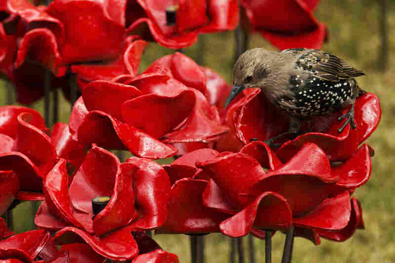 On Armistice Day In U.K., A Sea Of Red Poppies Honors The Fallen : The ...