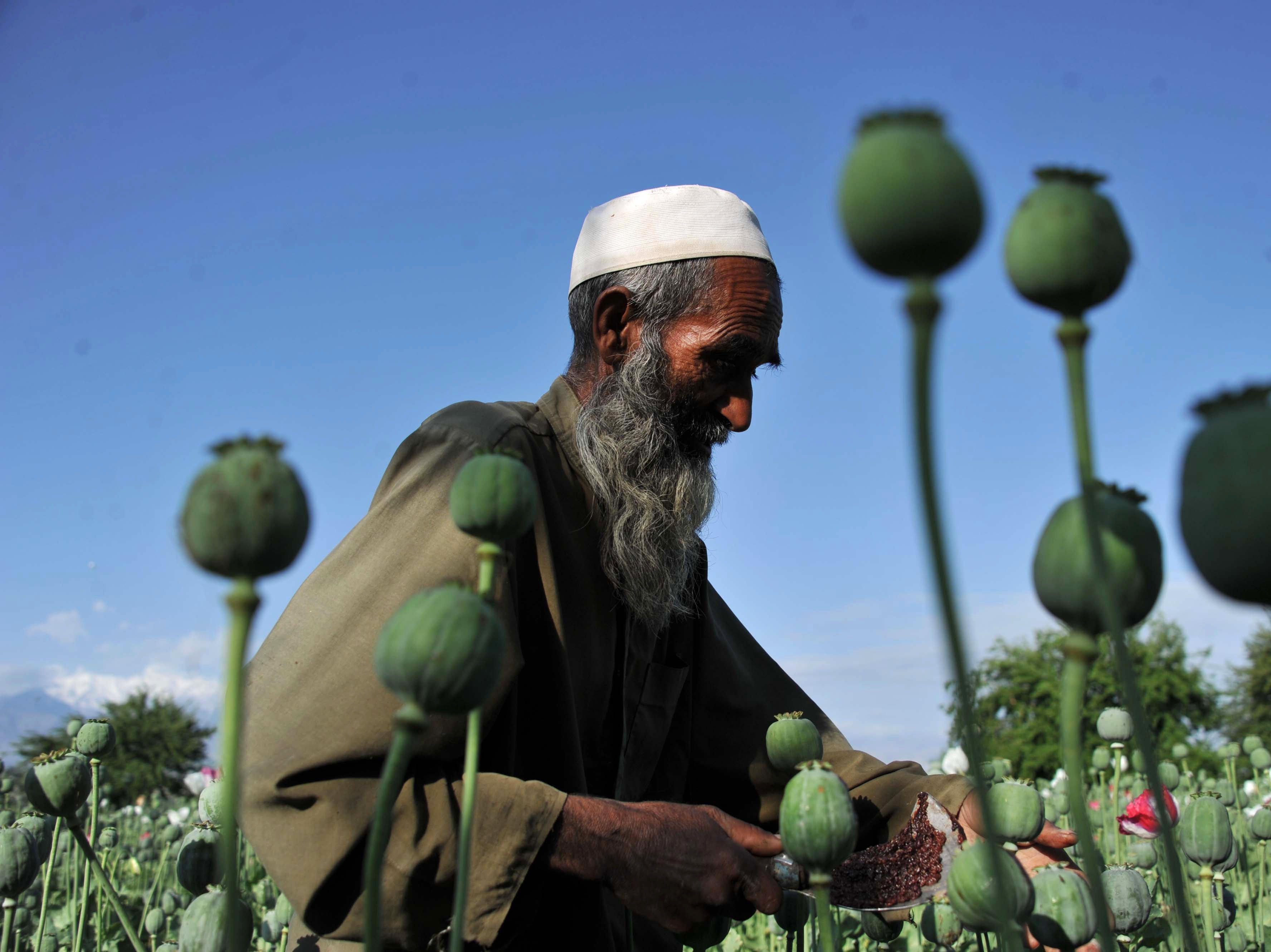 Afghanistan's Opium Harvest Sets New Record - capradio.org