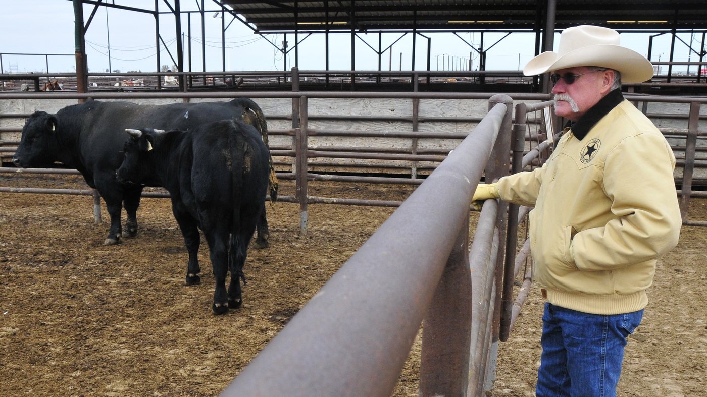 Episode 583: Cow Noir : Planet Money : NPR