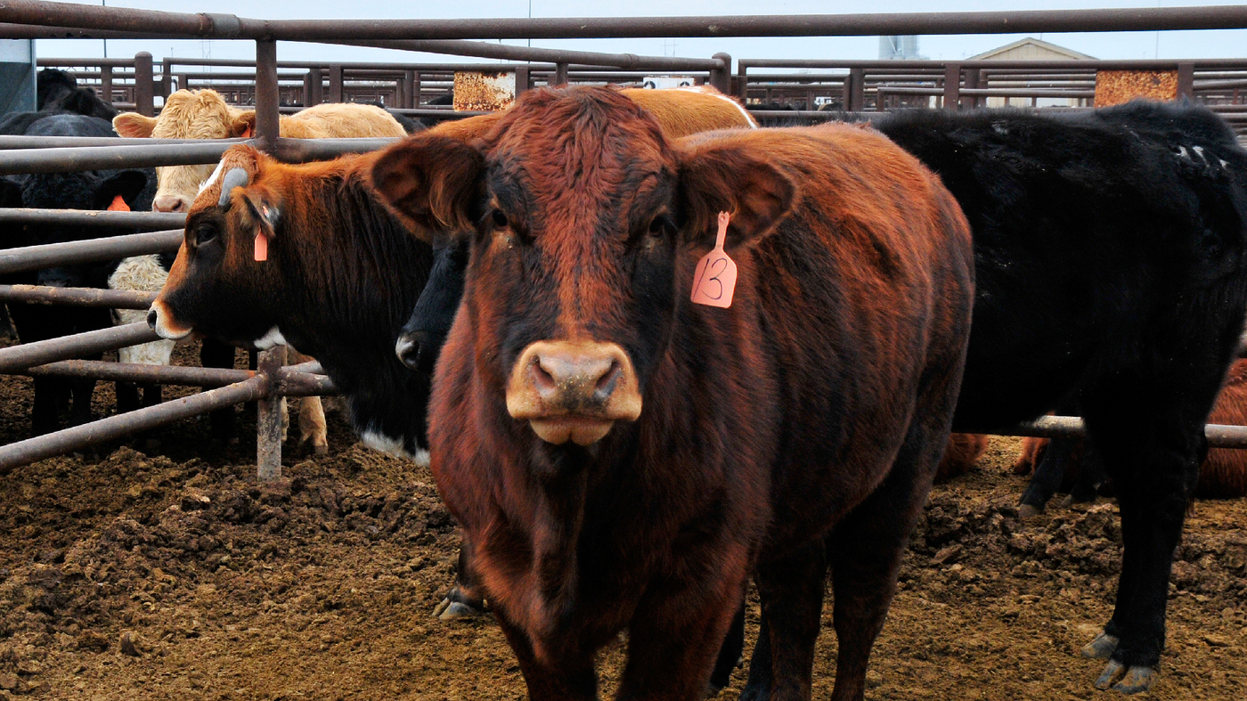 How To Catch A Cattle Thief : Planet Money : NPR