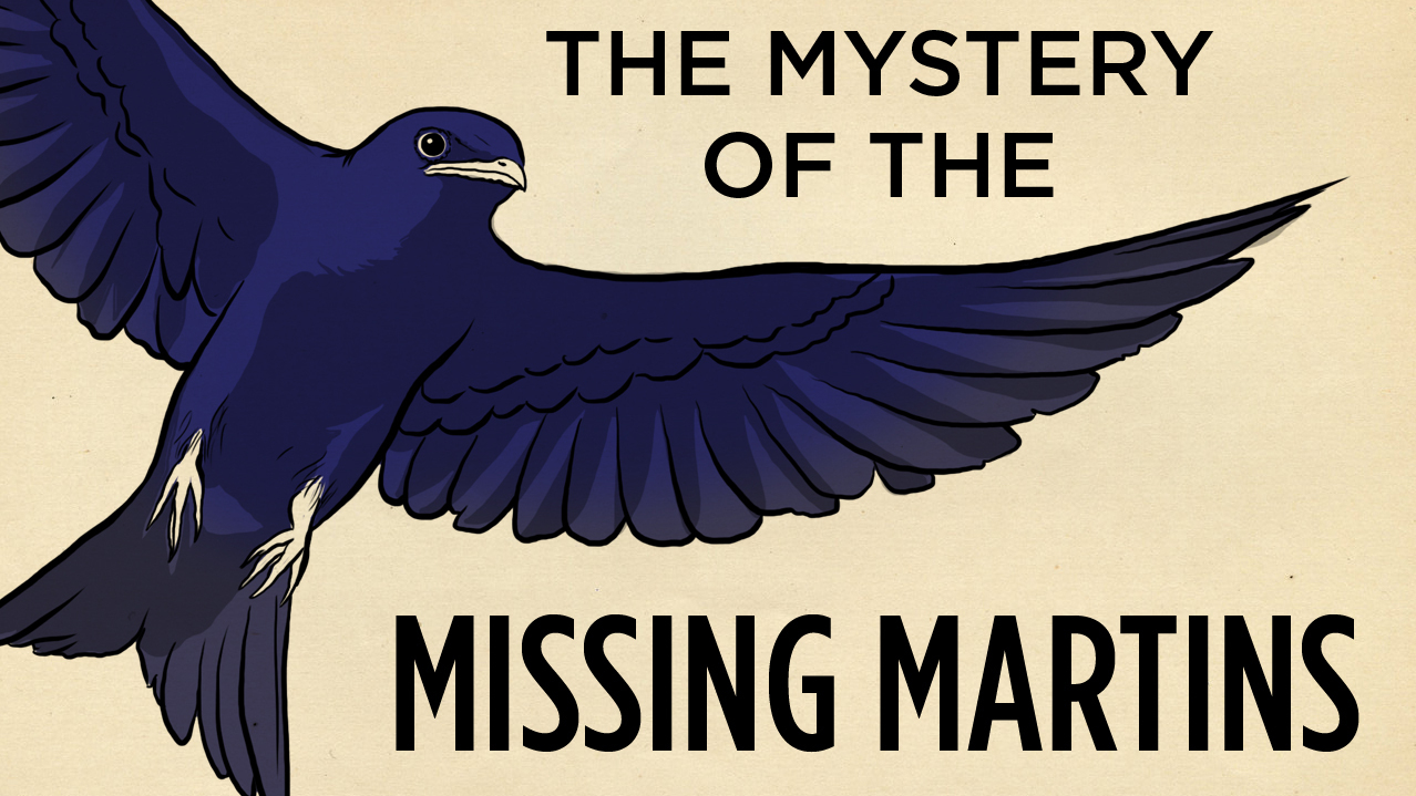The Mystery Of The Missing Martins : NPR
