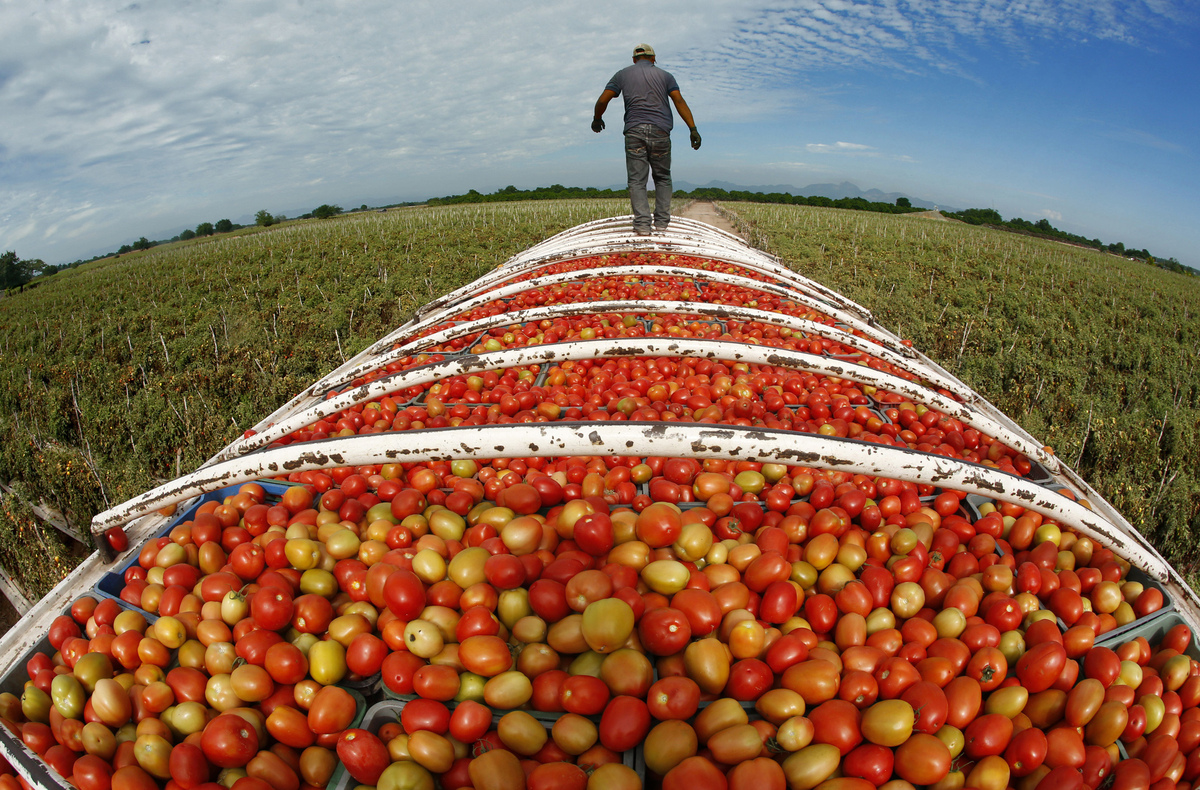 Mexican Megafarms Supplying U.S. Market Are Rife With Labor Abuses ...